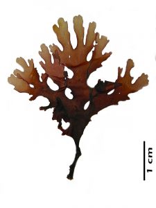 ¿Qué son las criptógamas? – Herbario de Criptógamas Subantárticas