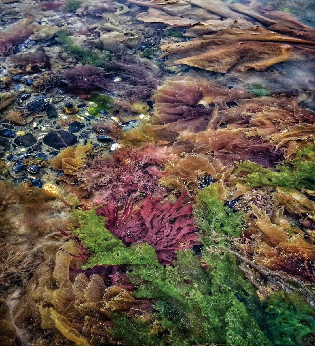 ¿Qué son las criptógamas? – Herbario de Criptógamas Subantárticas