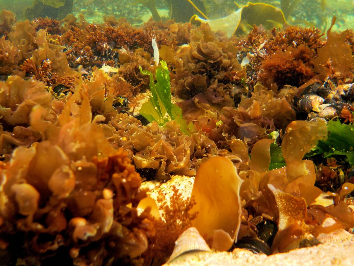 ¿Qué son las criptógamas? – Herbario de Criptógamas Subantárticas