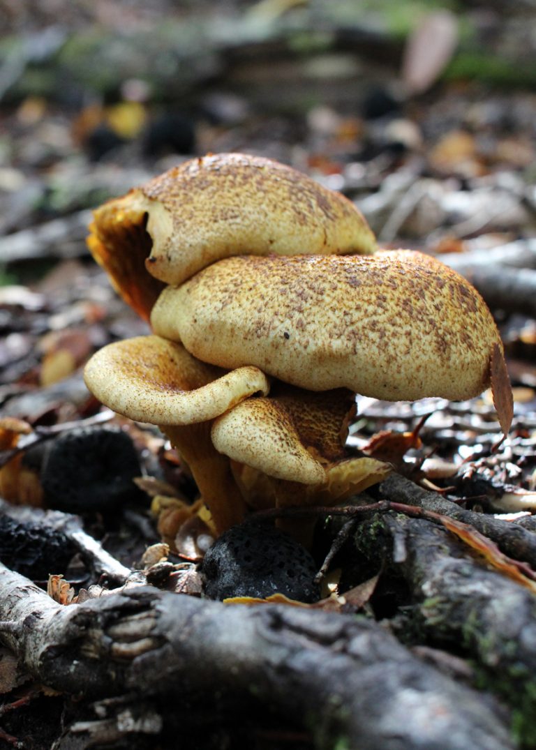 ¿Qué son las criptógamas? – Herbario de Criptógamas Subantárticas