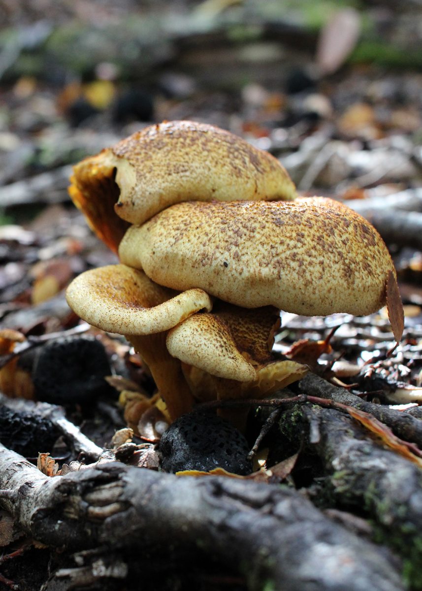 ¿Qué son las criptógamas? – Herbario de Criptógamas Subantárticas