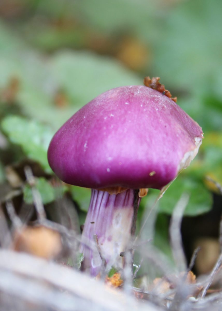 ¿Qué son las criptógamas? – Herbario de Criptógamas Subantárticas