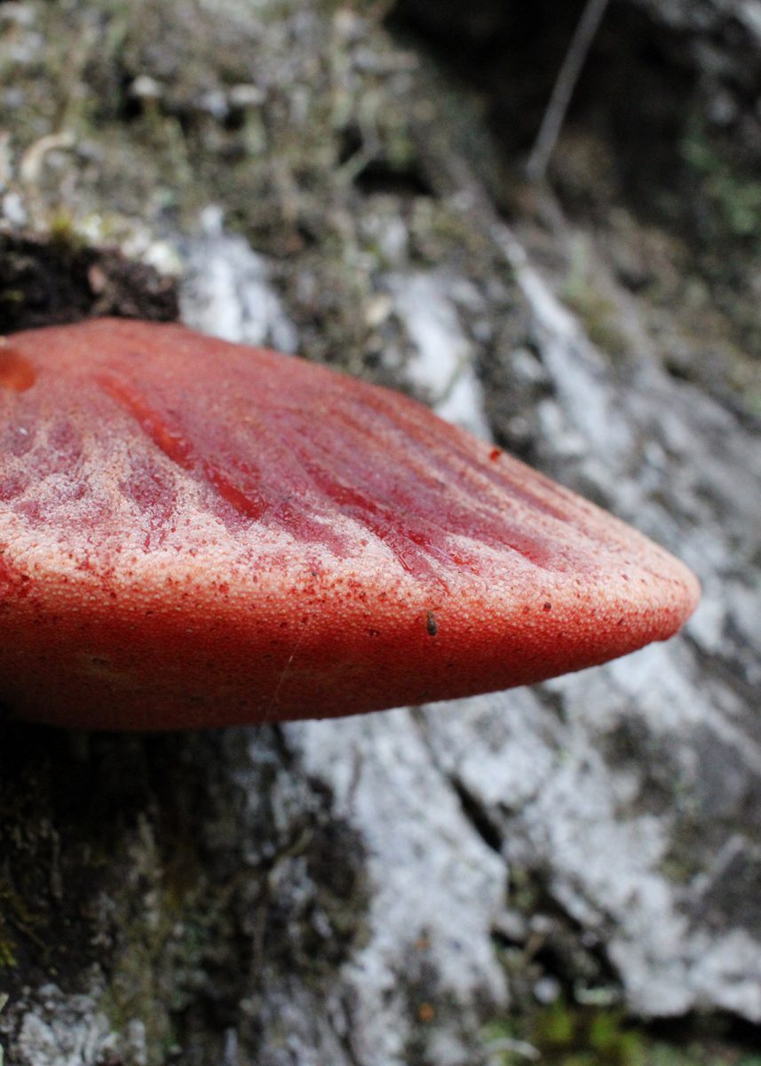 ¿Qué son las criptógamas? – Herbario de Criptógamas Subantárticas