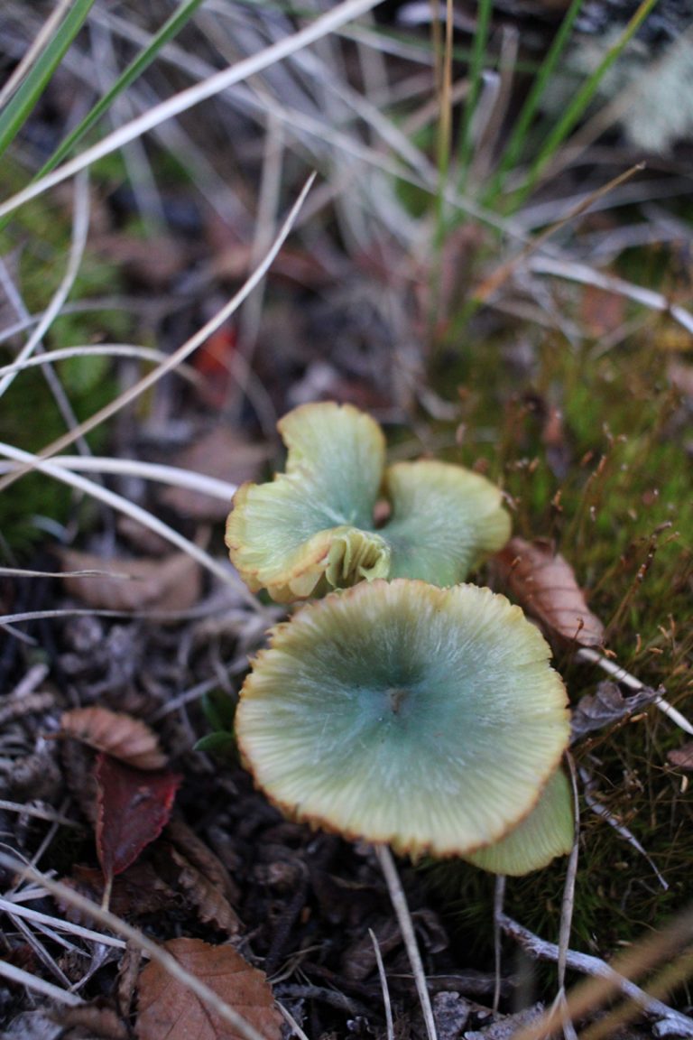 ¿Qué son las criptógamas? – Herbario de Criptógamas Subantárticas