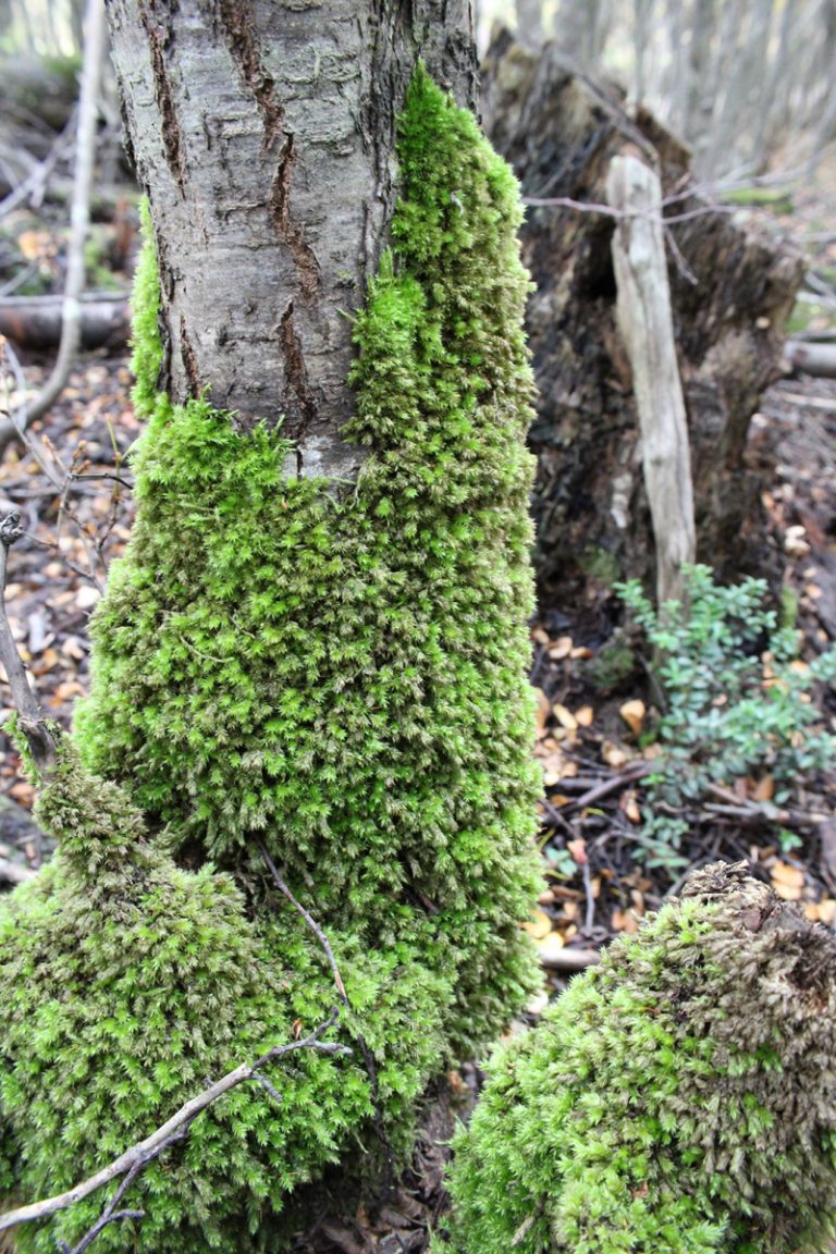 ¿Qué son las criptógamas? – Herbario de Criptógamas Subantárticas