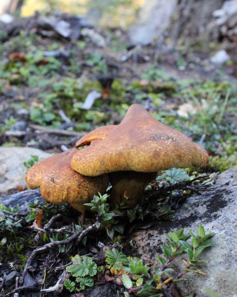 ¿Qué son las criptógamas? – Herbario de Criptógamas Subantárticas