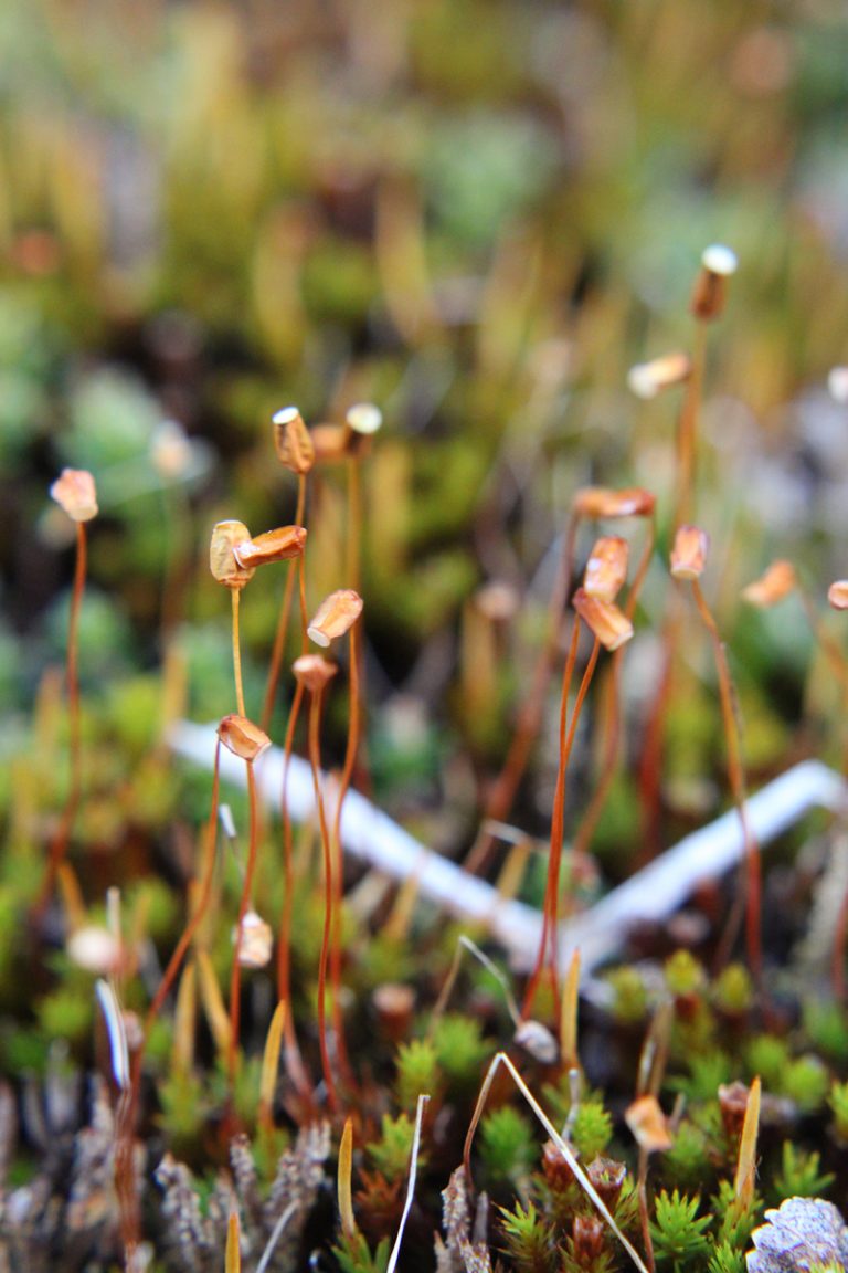 ¿Qué son las criptógamas? – Herbario de Criptógamas Subantárticas