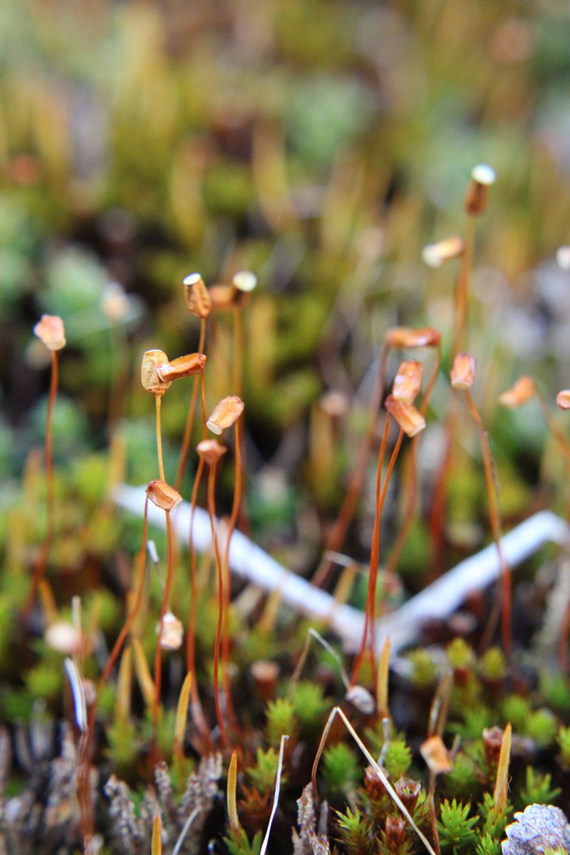 ¿Qué son las criptógamas? – Herbario de Criptógamas Subantárticas