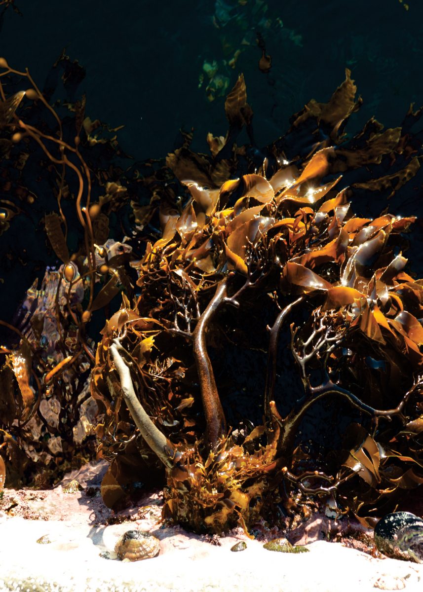 ¿Qué son las criptógamas? – Herbario de Criptógamas Subantárticas