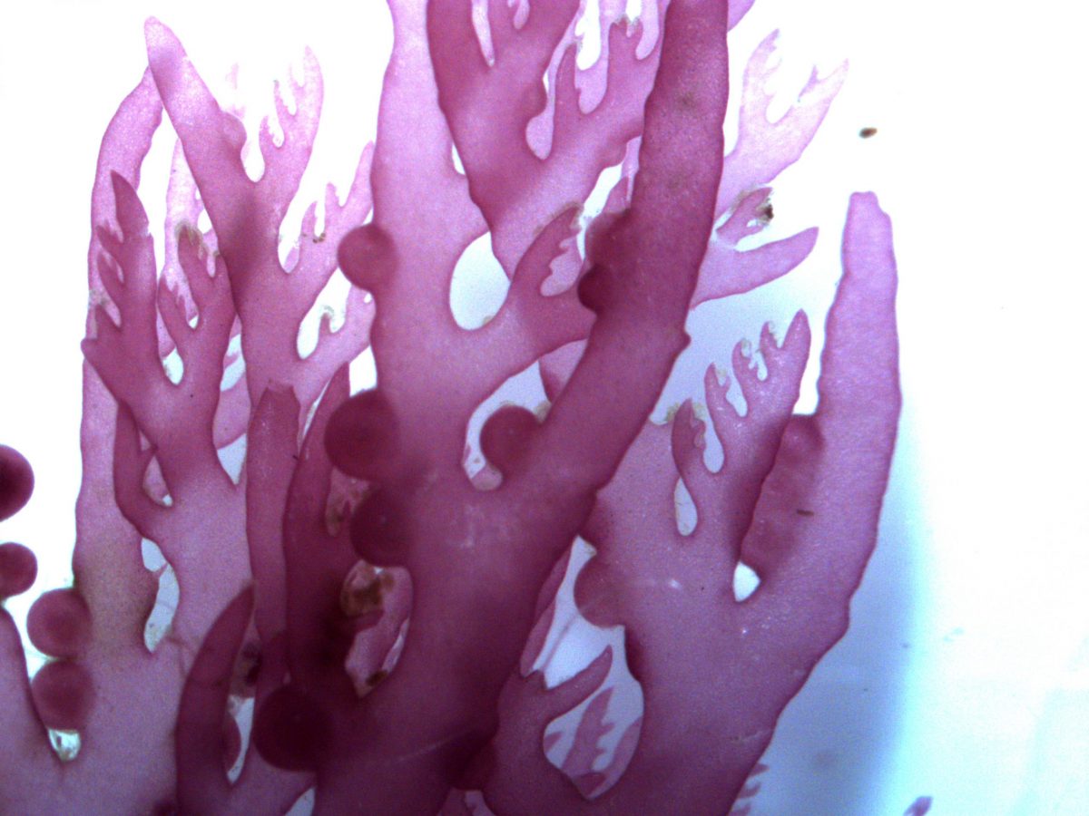 ¿Qué son las criptógamas? – Herbario de Criptógamas Subantárticas