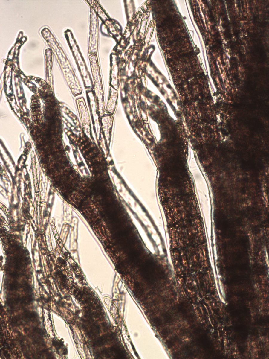 ¿Qué son las criptógamas? – Herbario de Criptógamas Subantárticas