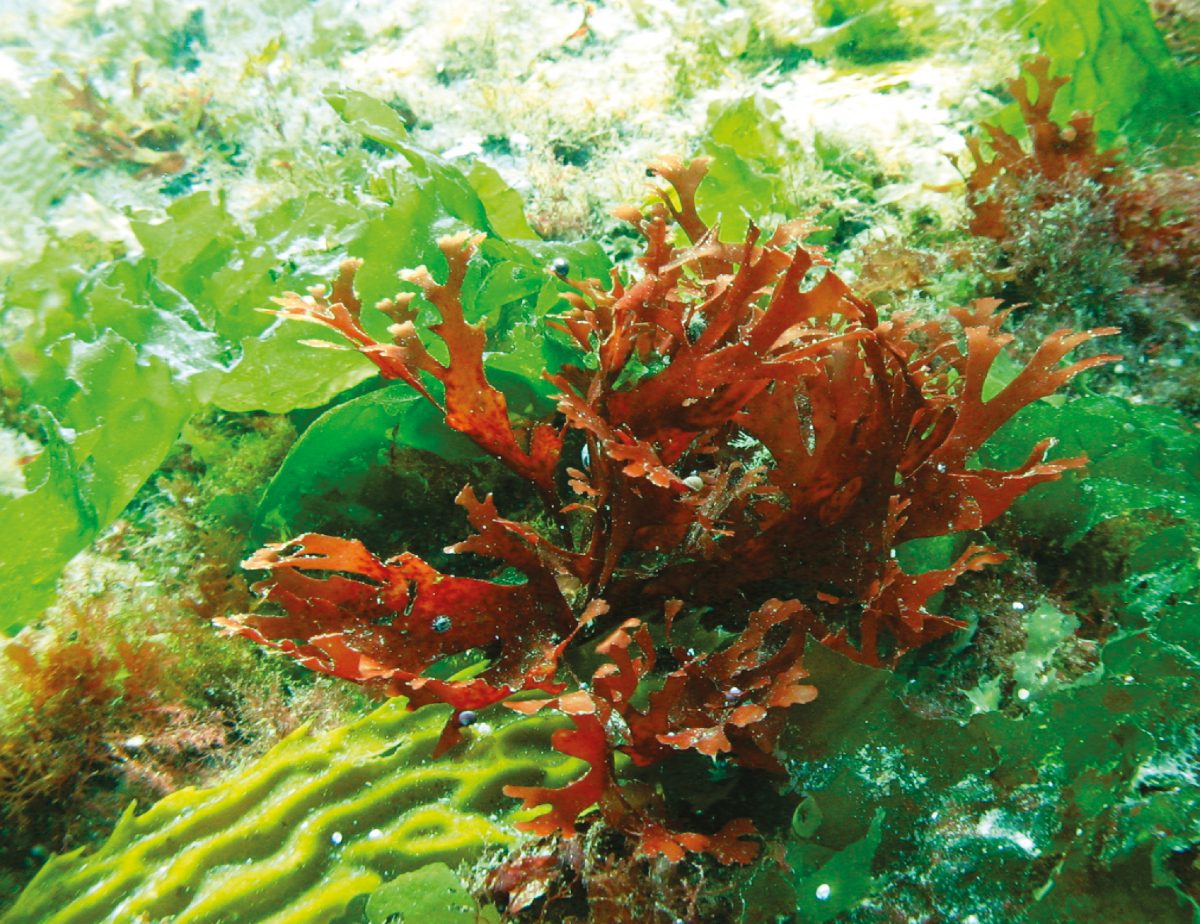 ¿Qué son las criptógamas? – Herbario de Criptógamas Subantárticas